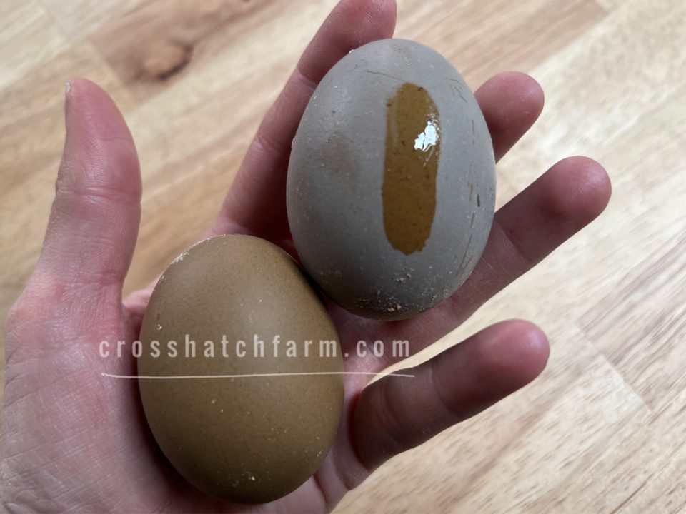 Backcross to Marans Olive Eggers BC3/BC4 (half dozen 6+1 ) - crosshatch farm