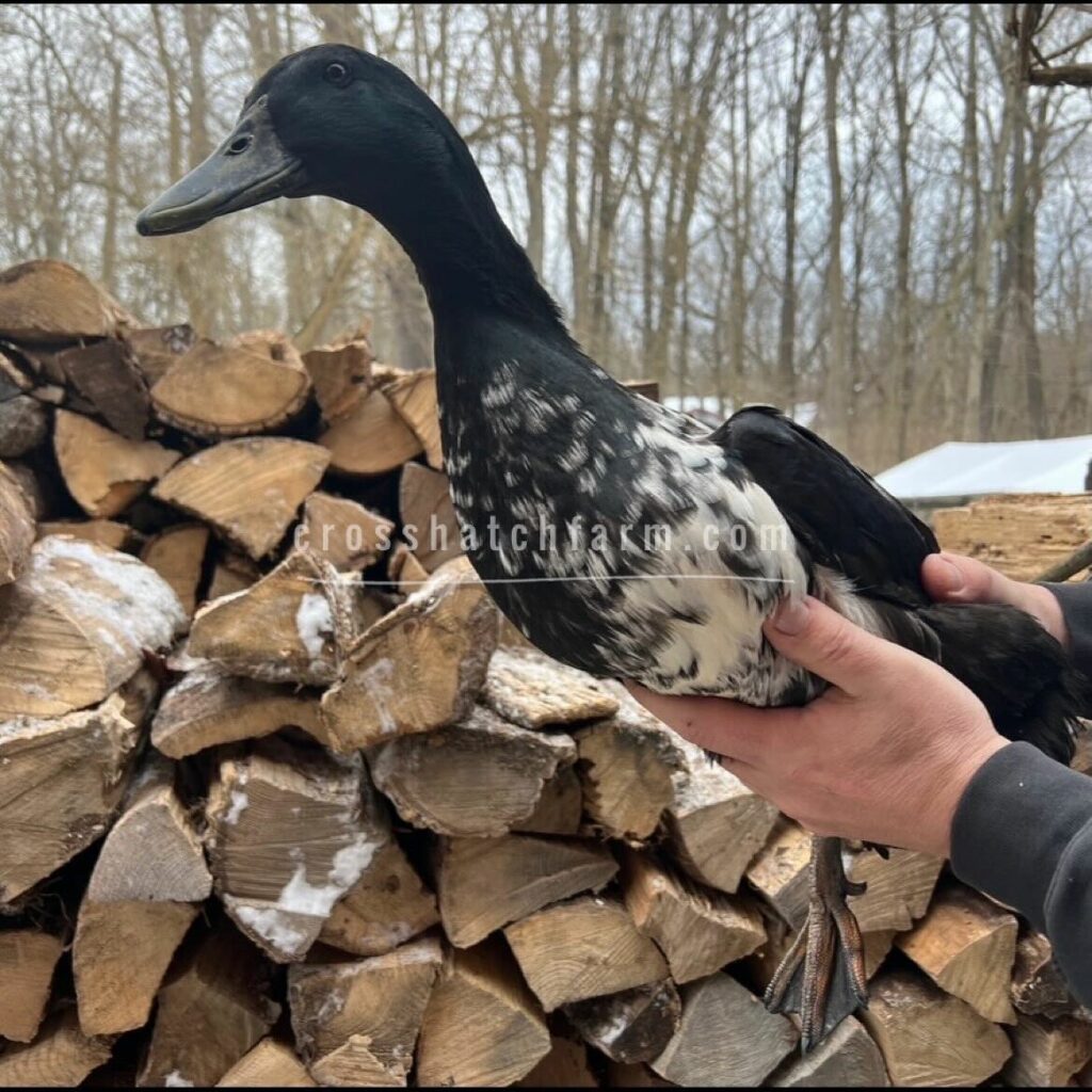 Featured Breed: Ermine Ameraucana - crosshatch farm