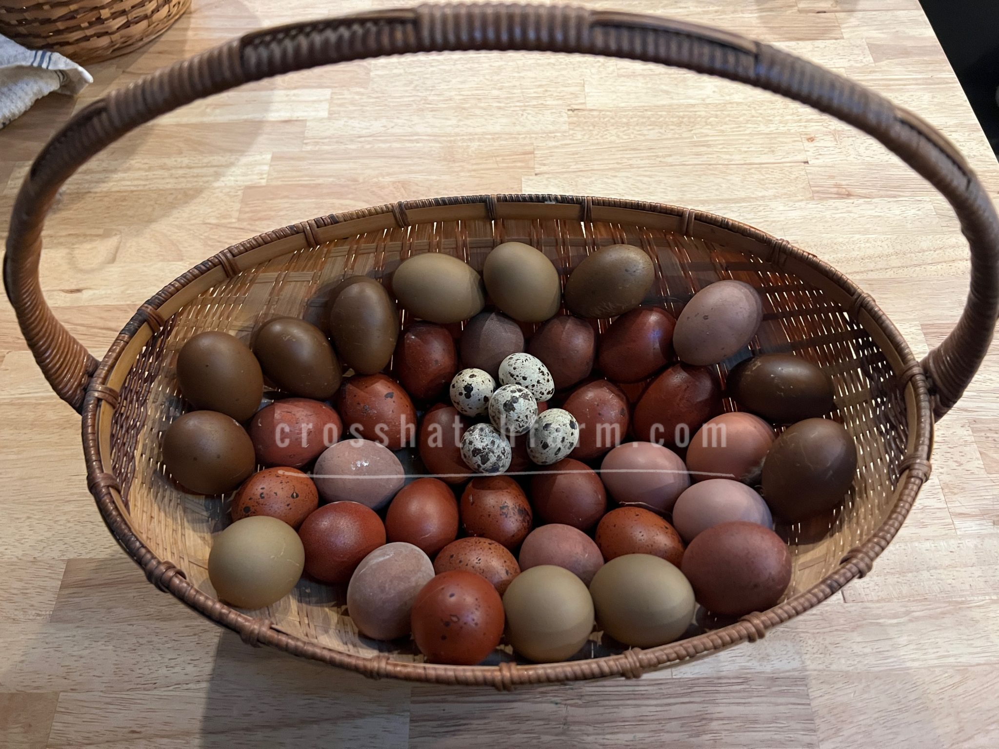 [Sold Out/Backordered to 2026 Season] Featured Cross: Backcrossed Olive Eggers (BC1-BC4ish ...