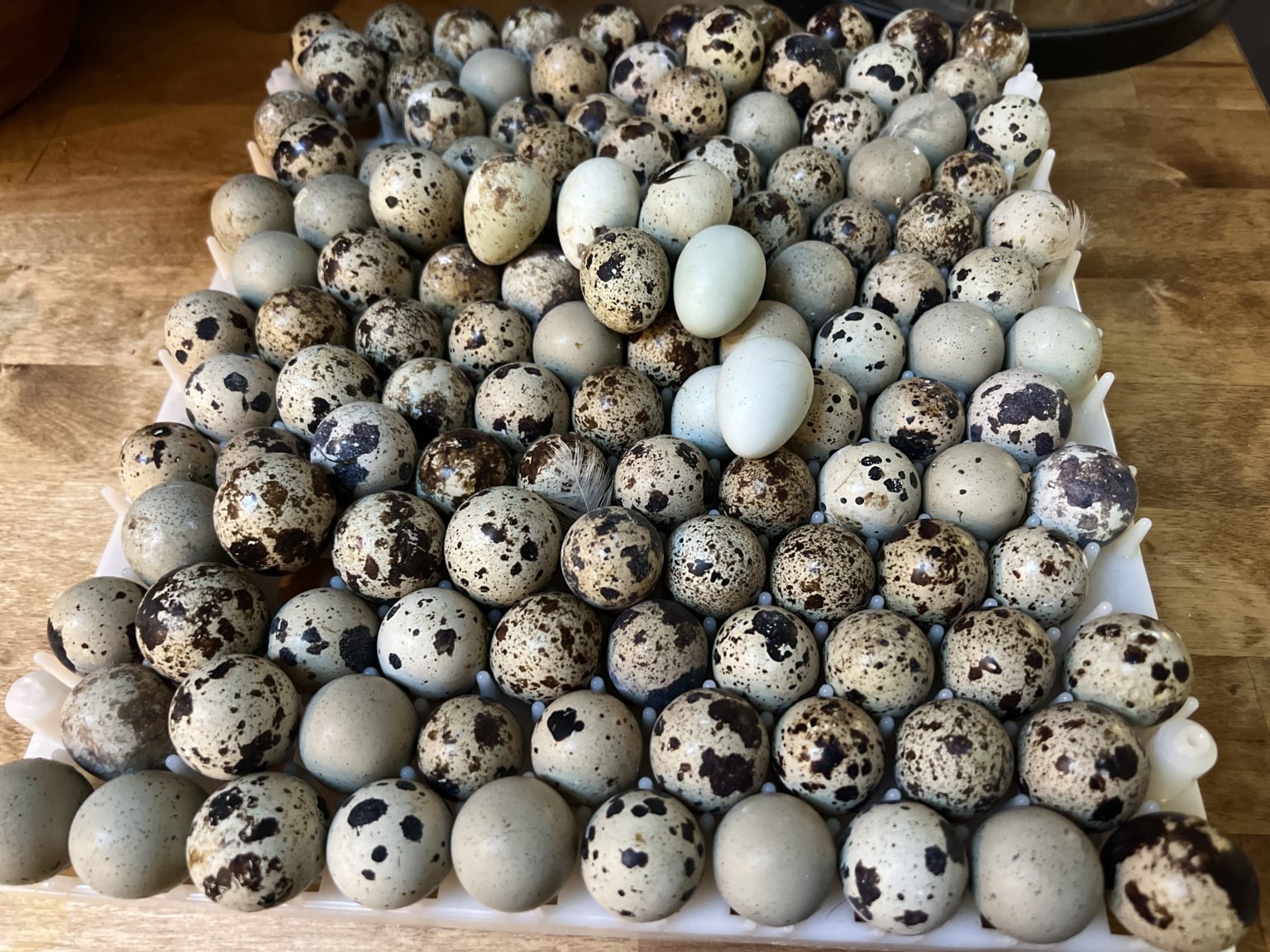 Coturnix Quail Hatching Eggs (48 Mixed Plumage Celadon and Pearl Fee ...