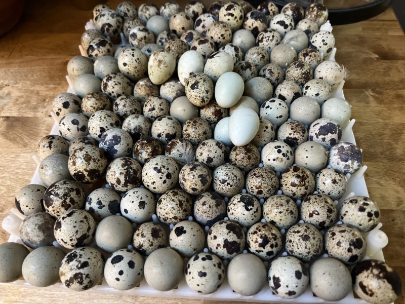 2026 Coturnix Quail - crosshatch farm