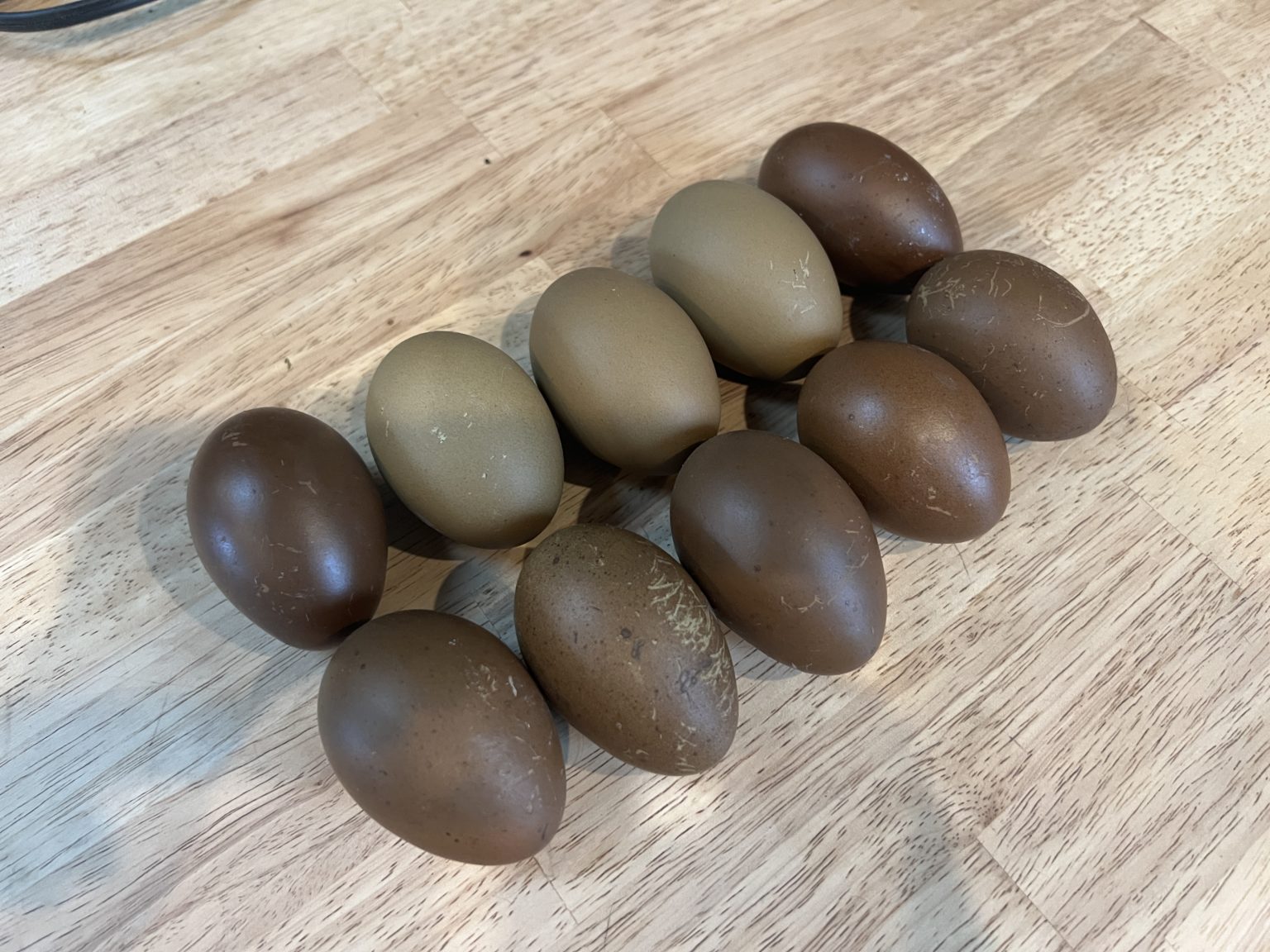 Backcross to Marans Olive Eggers BC3/BC4 (half dozen 6+1 ) - crosshatch farm