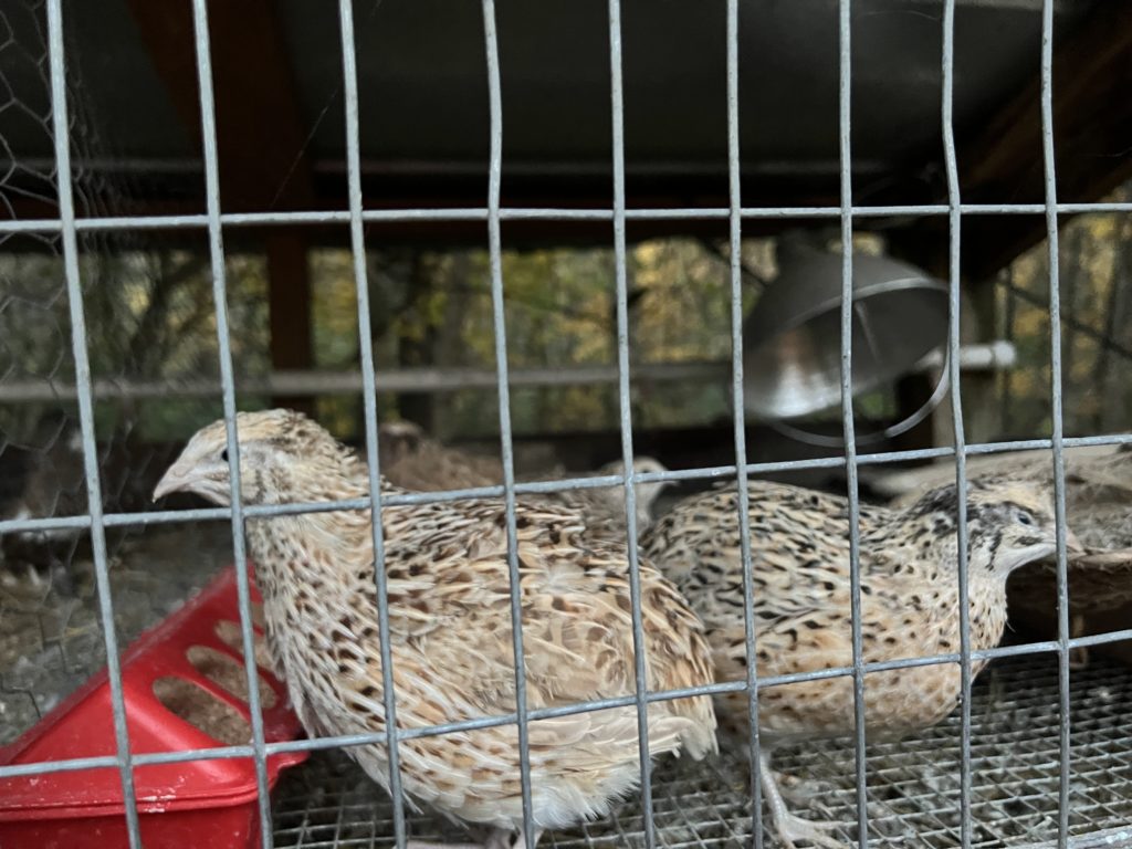 Coturnix Quail Hatching Eggs (48 Mixed Plumage Celadon and Pearl Fee ...