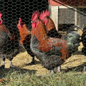 Home - crosshatch farm