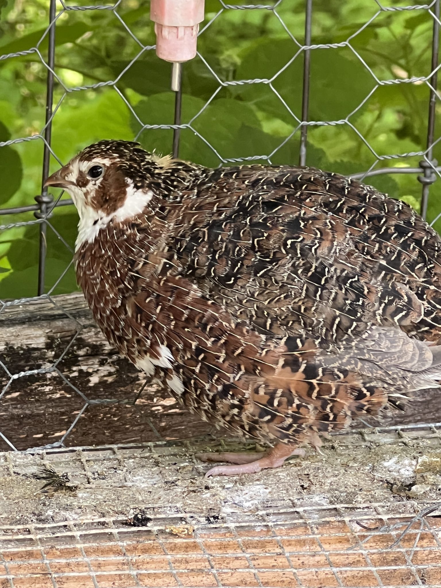 Coturnix Quail Hatching Eggs (48 Mixed Plumage Celadon and Pearl Fee ...