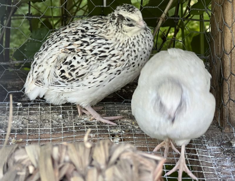 Coturnix Quail Hatching Eggs (48 Mixed Plumage Celadon and Pearl Fee ...