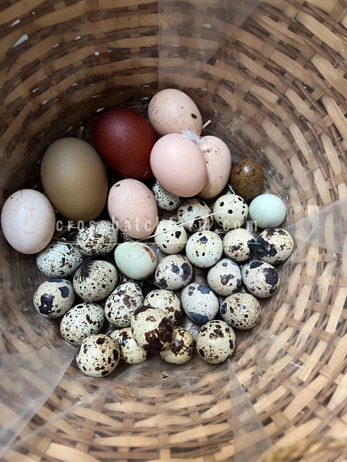 [Sold Out/Backordered to 2026 Season] Coturnix Quail Hatching Eggs (48 ...