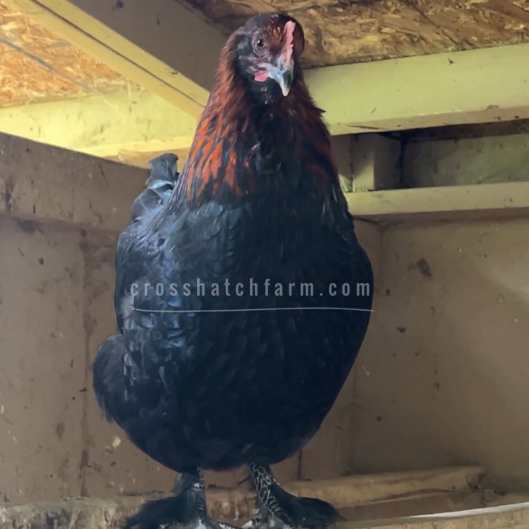 Home - crosshatch farm