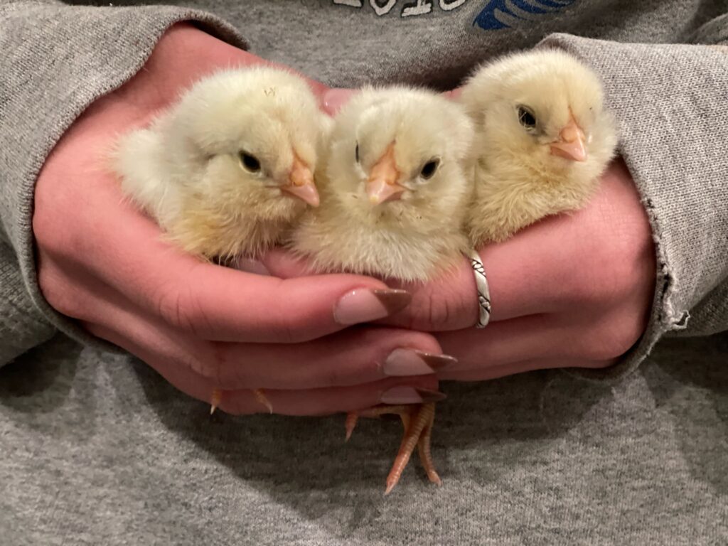 2026 Ermine Ameraucana Day Old Chick (straight run) - crosshatch farm