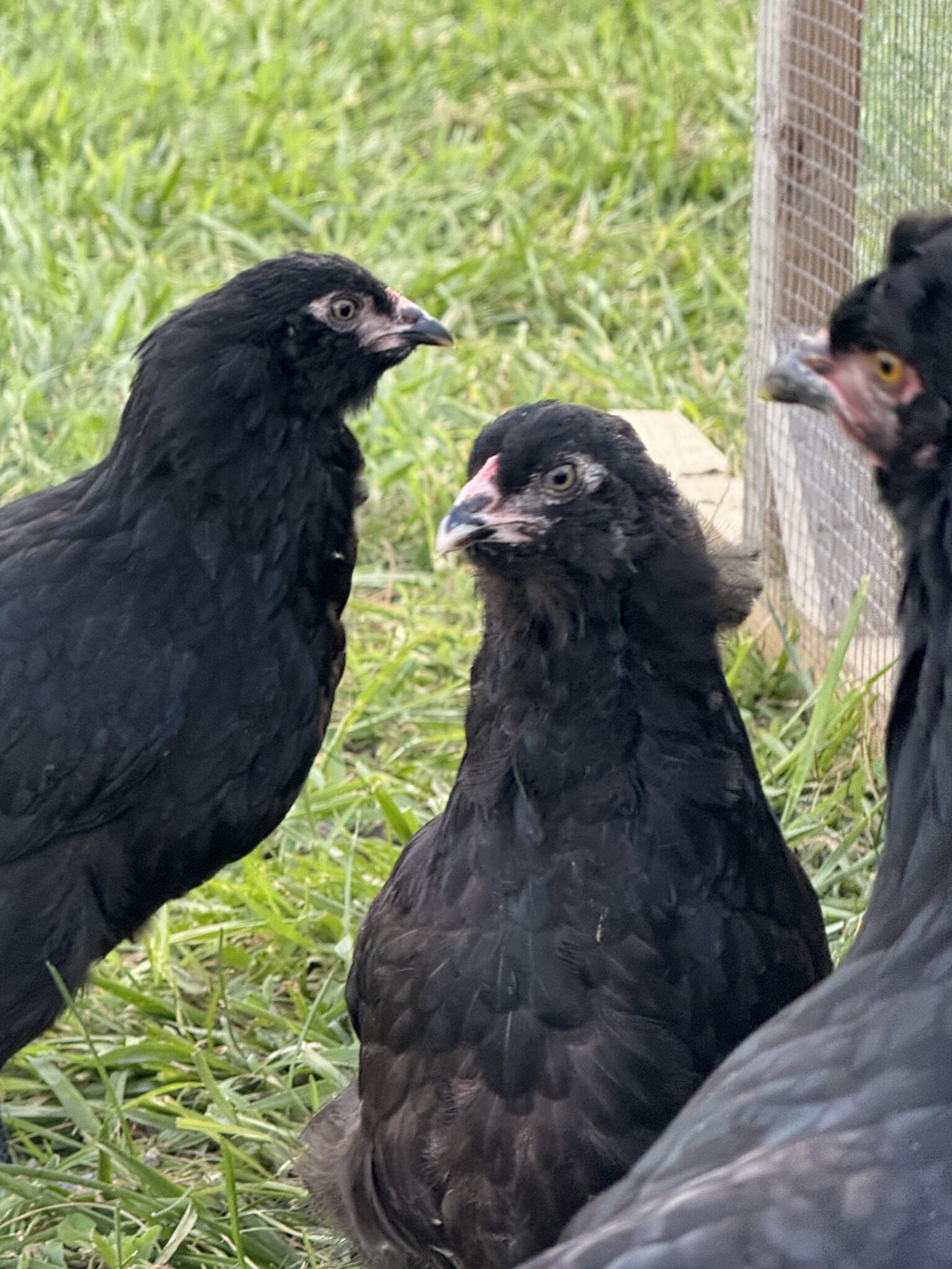 [Summer 2026] Backcrossed to Blue Pullet - crosshatch farm