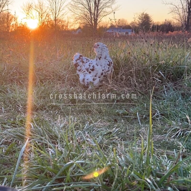 Featured Breed: Ermine Ameraucana - crosshatch farm