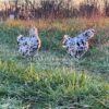 Featured Breed: Ermine Ameraucana - crosshatch farm