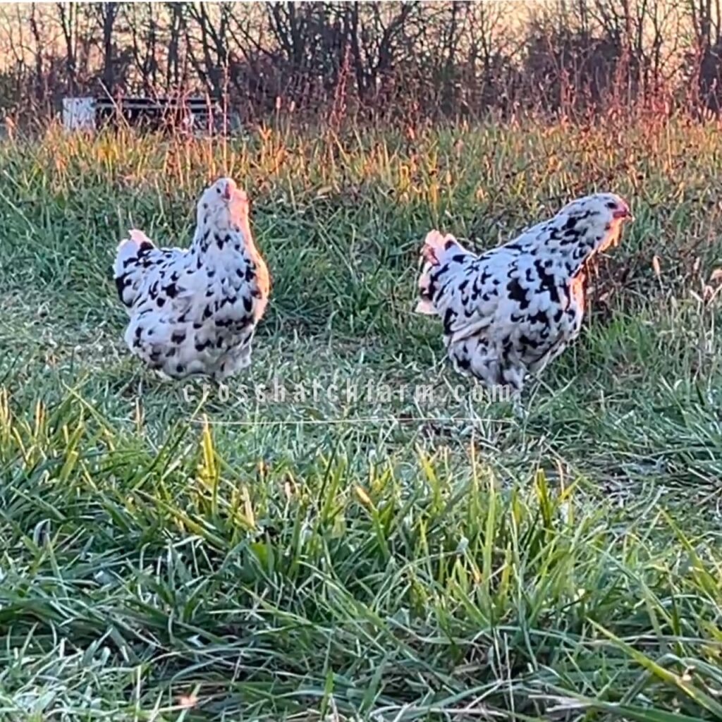 Featured Breed: Ermine Ameraucana - crosshatch farm