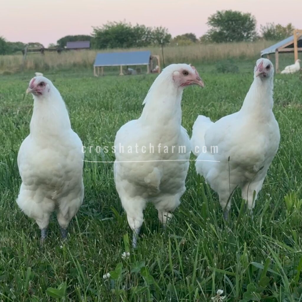 Home - crosshatch farm