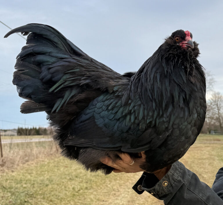 [Summer 2026] Black Ameraucana Cockerel - crosshatch farm